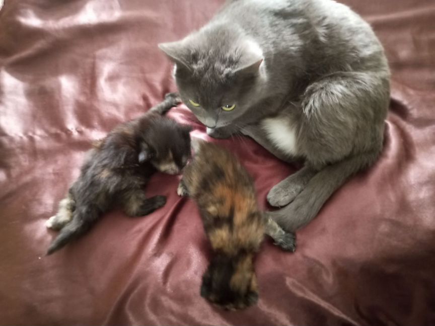 Котята в добрые руки бесплатно