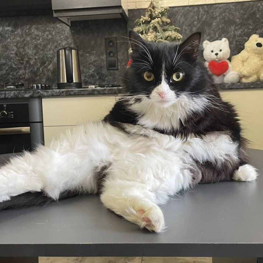 Кот