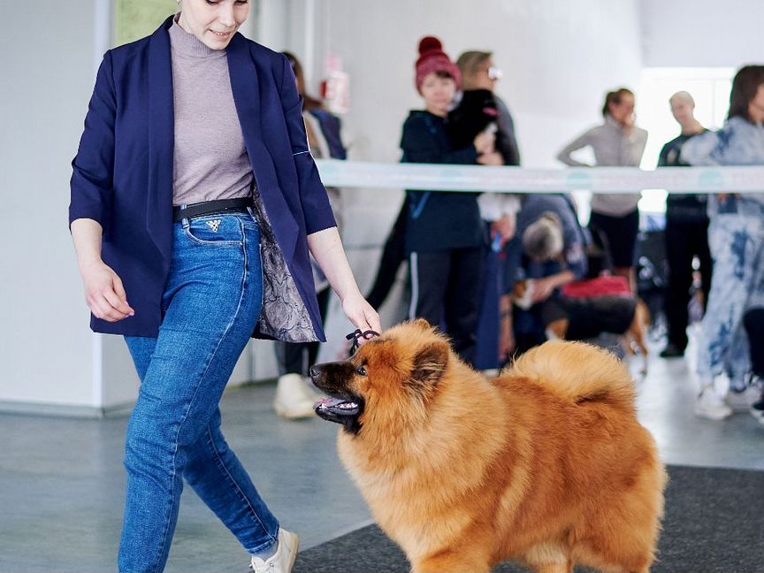 Евразиер, кобель 7 мес