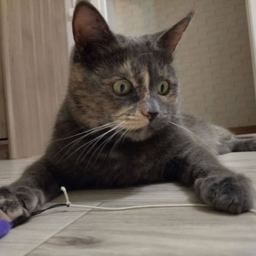 Кошка Дуся