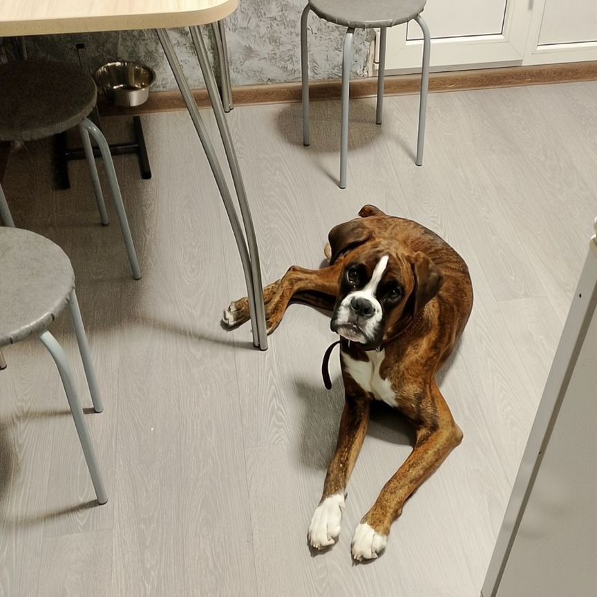 Боксер, щенок