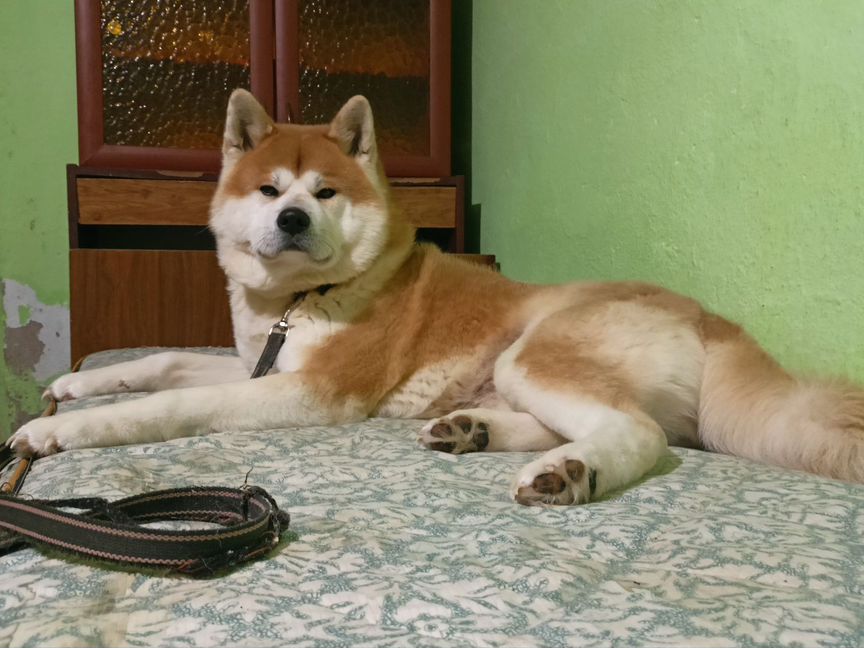 Самец акита ину готов для вязки