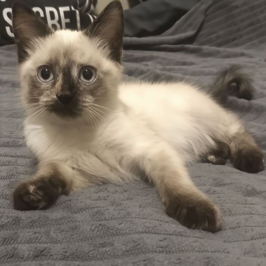 Котёнок в добрые руки