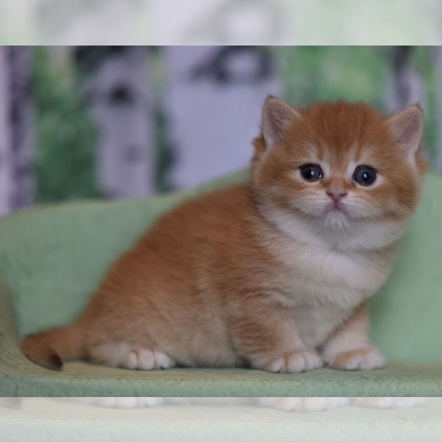 Британские котята золотая шиншилла
