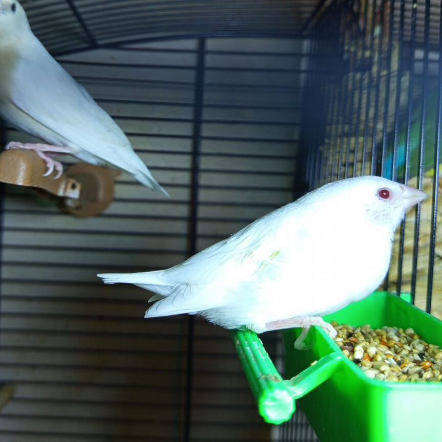 Амадины Гульда неопреды