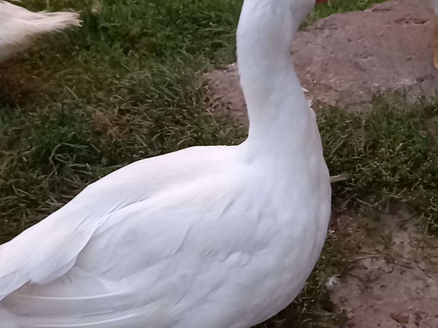 Мускусные утки и утята
