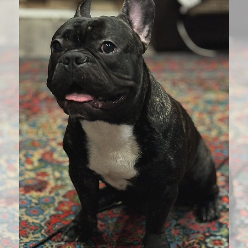 Французский бульдог, взрослый пёс