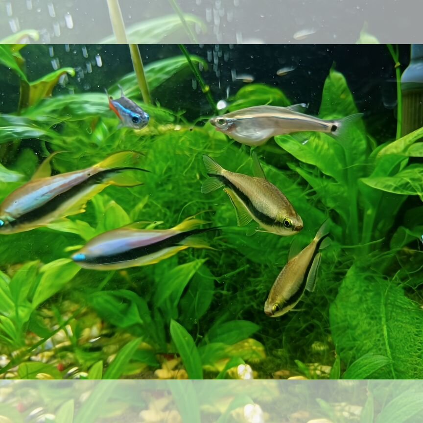 Аквариумные рыбки