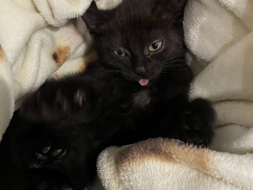 Котенок в добрые руки