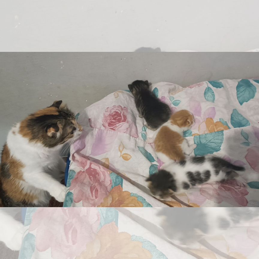 Котята бесплатно