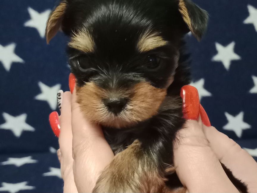 Йоркширский терьер щенки