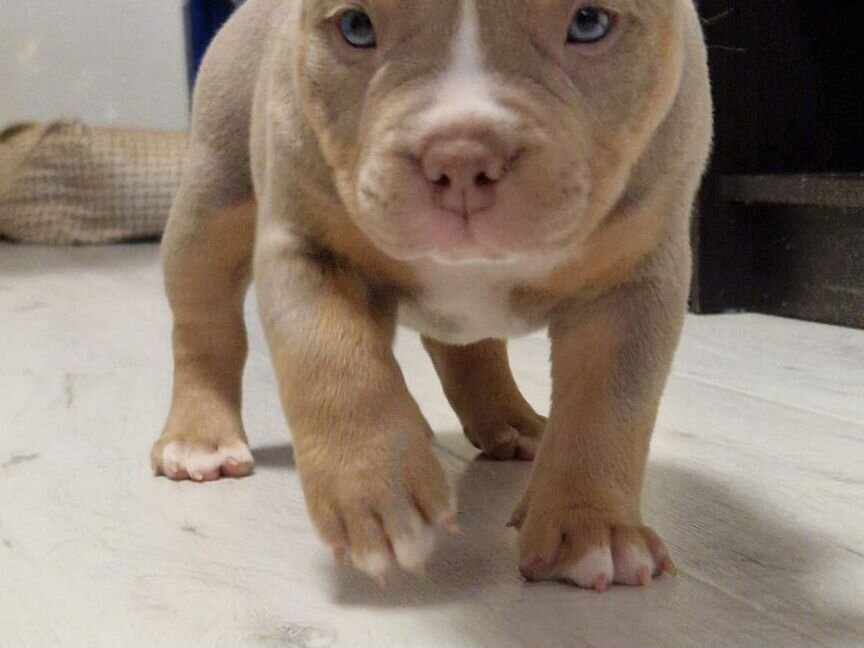 Американский булли