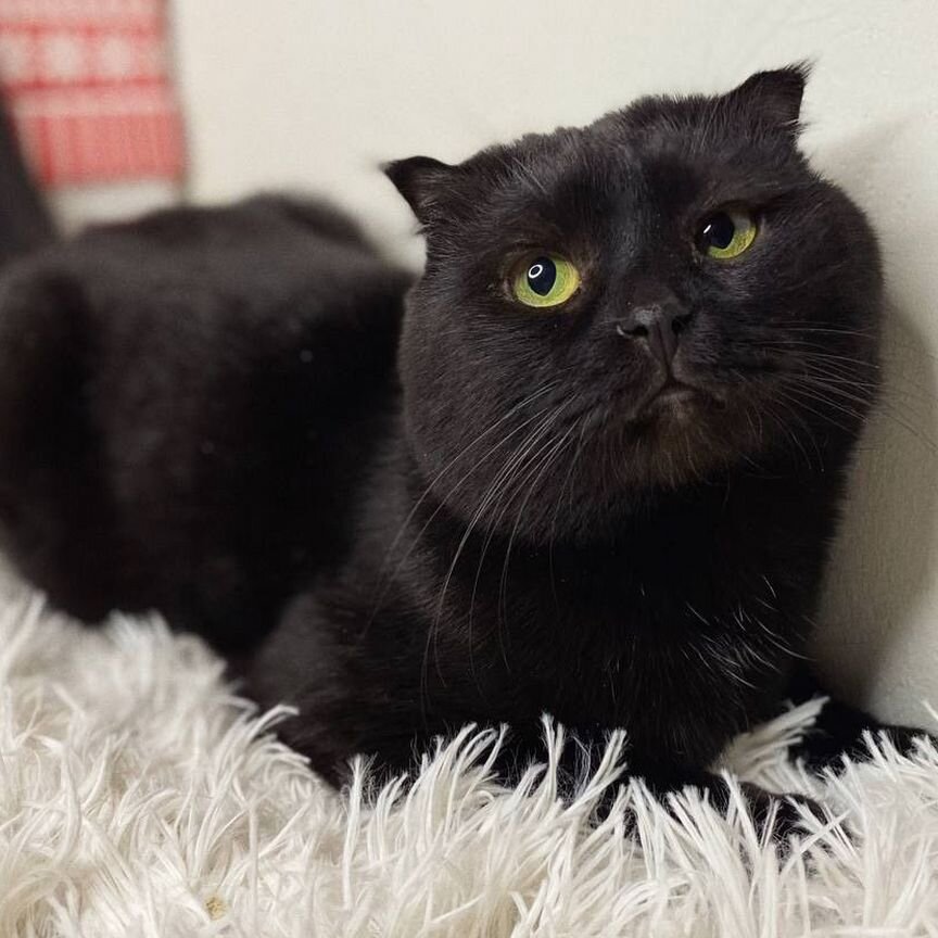 Котик Лукас ищет дом