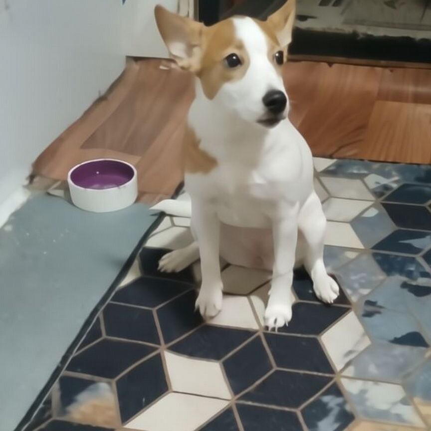 Джек-рассел-терьер, щенок