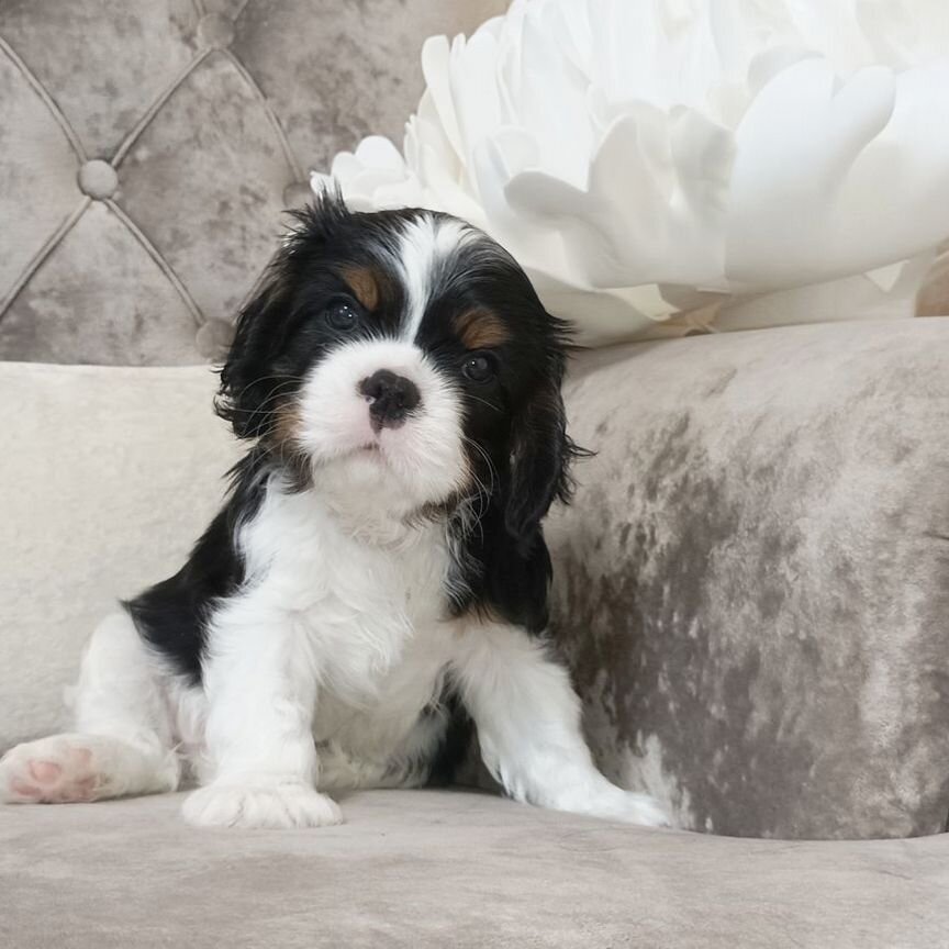 Шикарный джентльмен