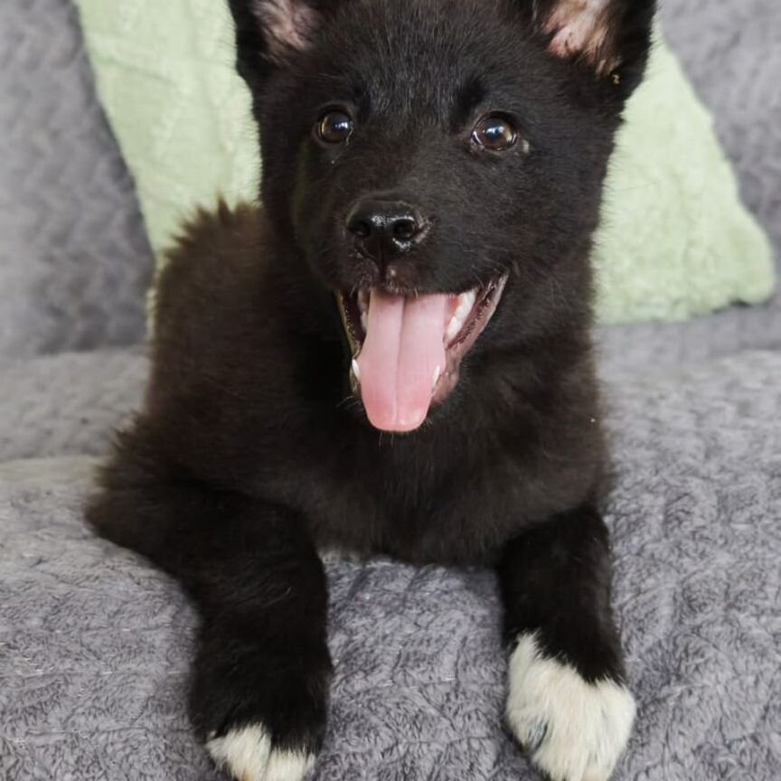 Щенок в добрые руки