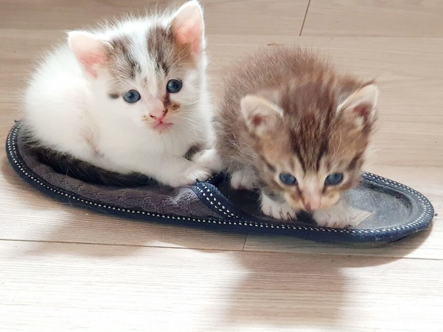Котята белые в добрые руки бесплатно мальчики