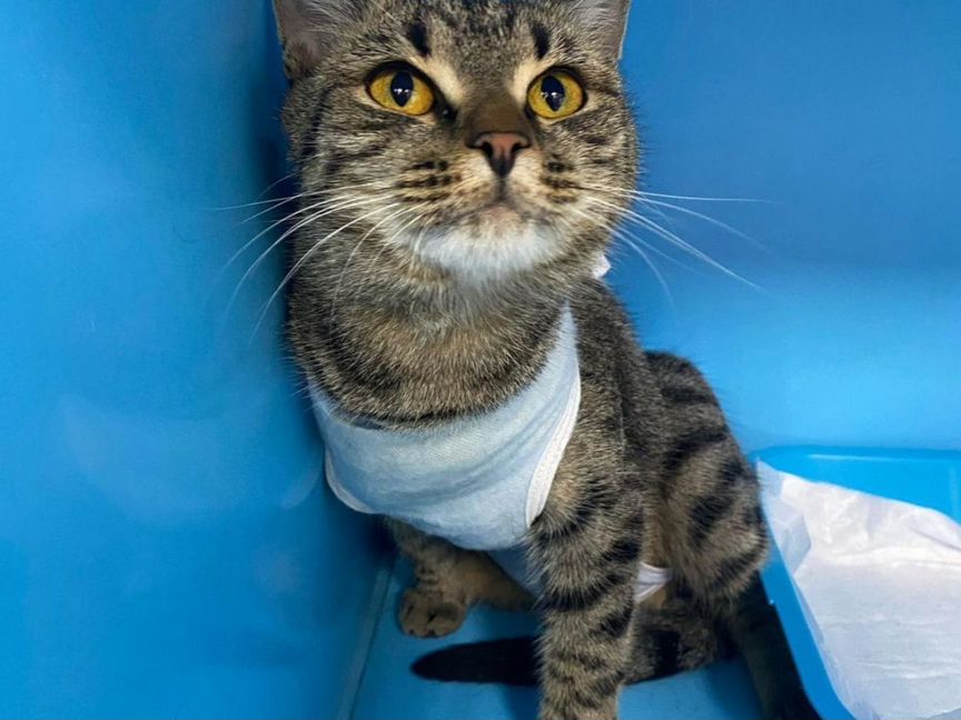 Кошечка Фёдора в срочном поиске дома