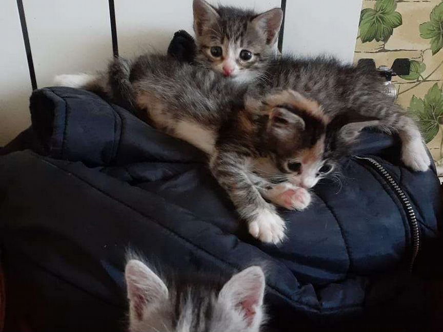 Котята в добрые руки