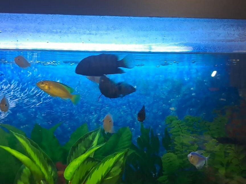 Цихлиды 2 шт