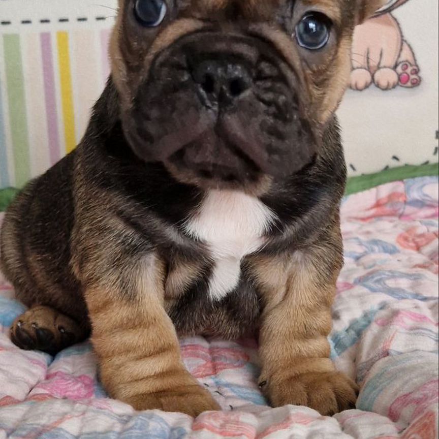 Французское счастье