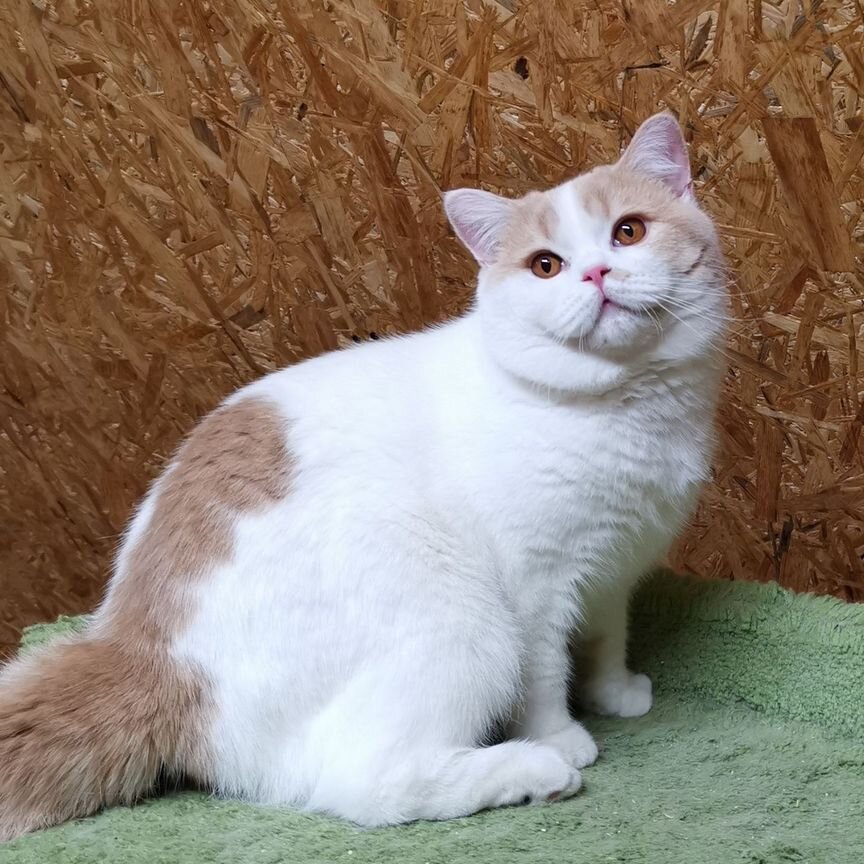 Кремовый арлекин