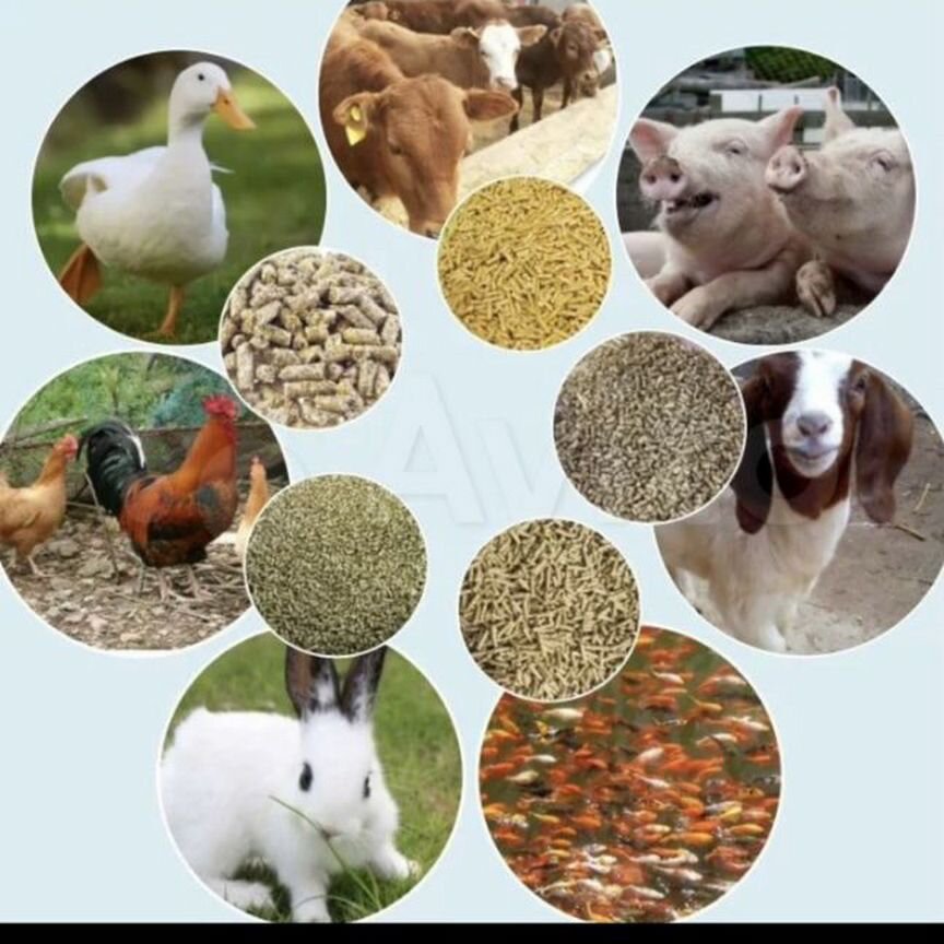 Нут на посев