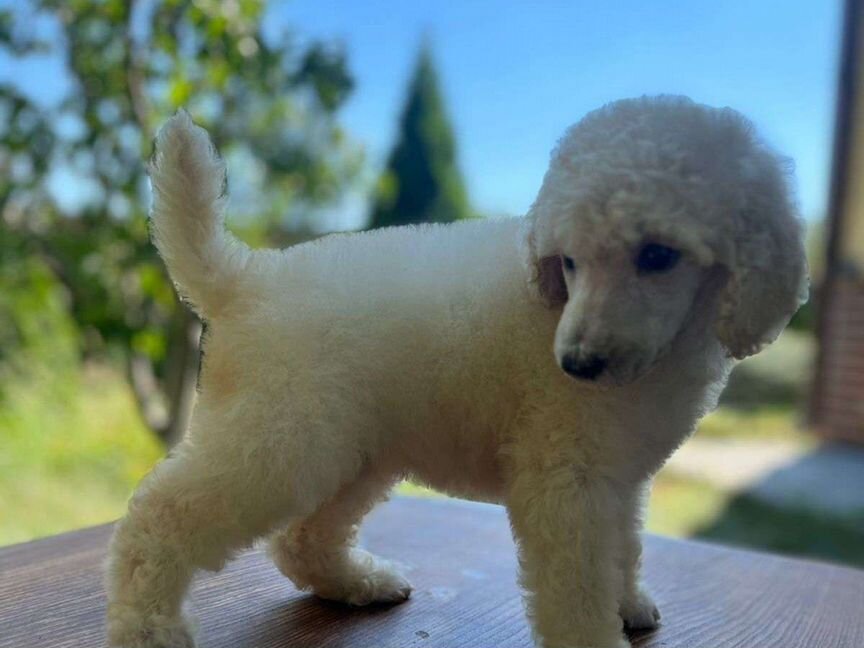 Щенки большого королевского пуделя