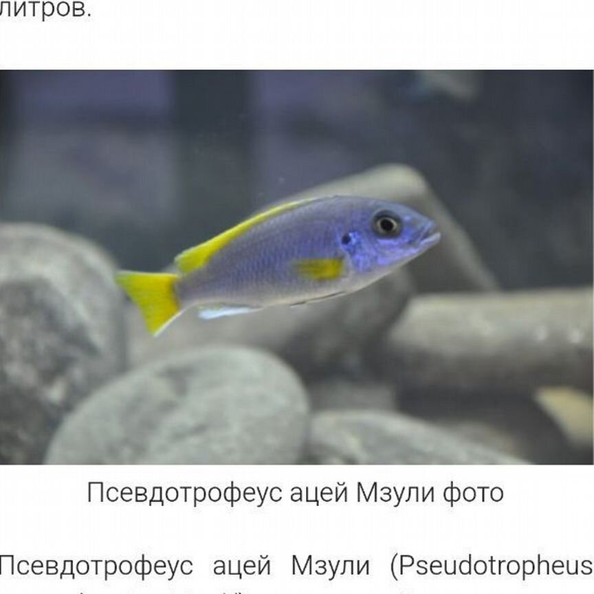 Цихлиды отдам