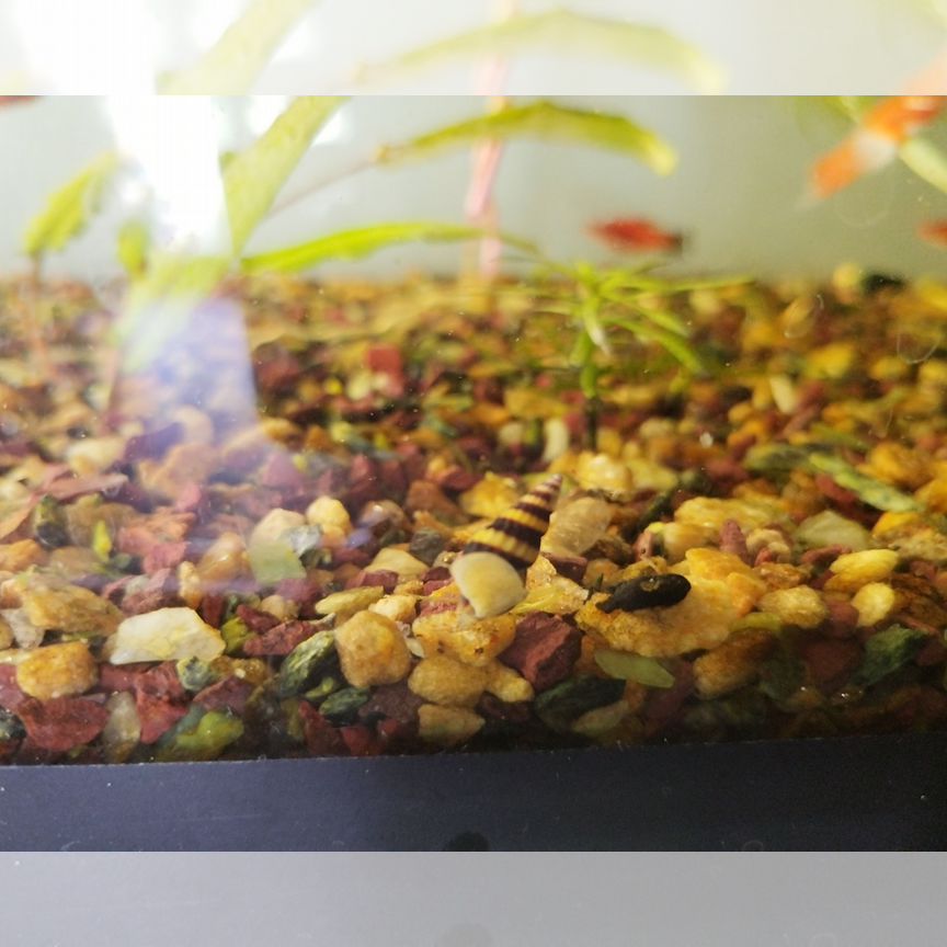 Улитка хелена