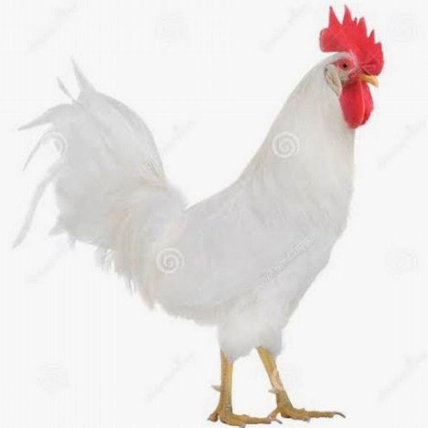 Молодые петушки