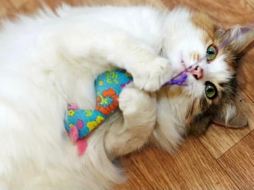 В добрые ручки