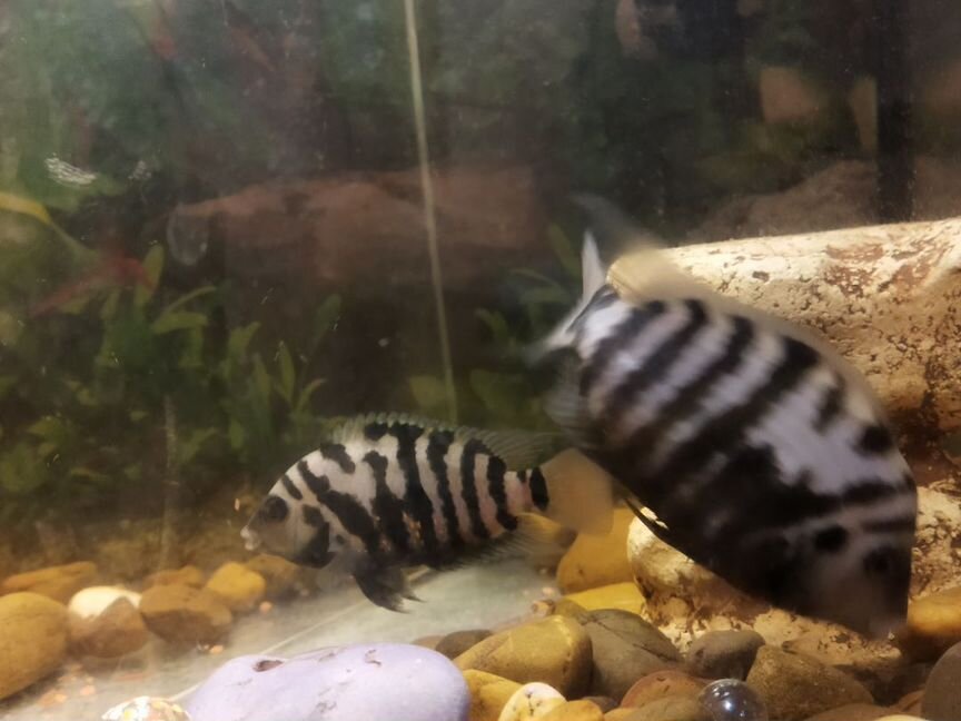 Рыбки цихлиды самец и самка