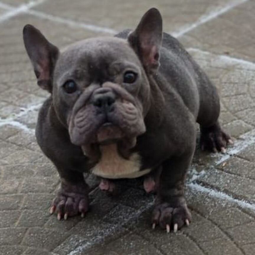 Французский бульдог девочка 3 года