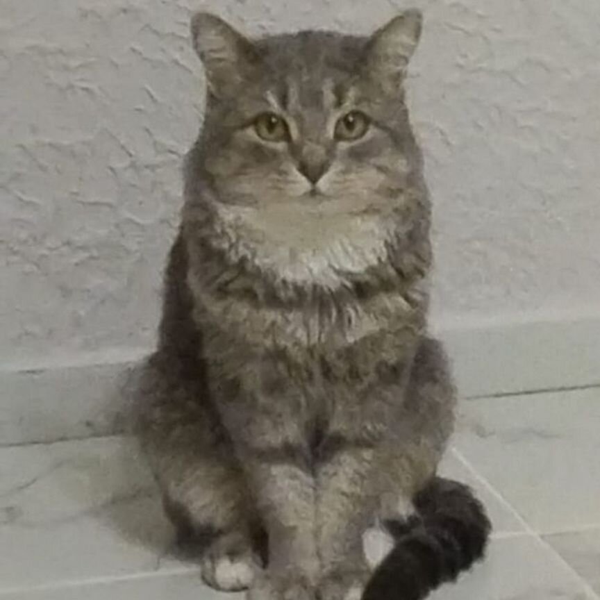 Британские котята