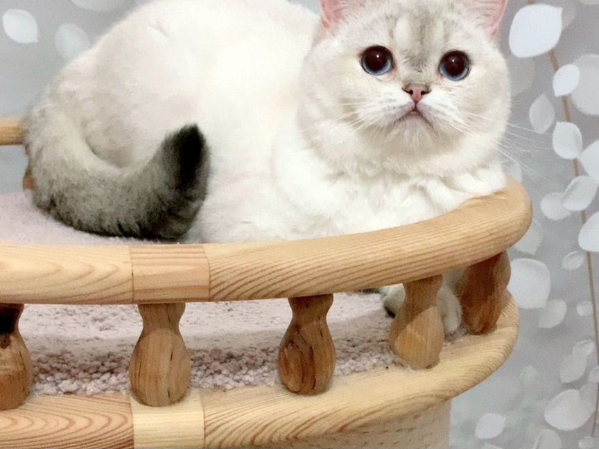 Британская кошечка бесплатно