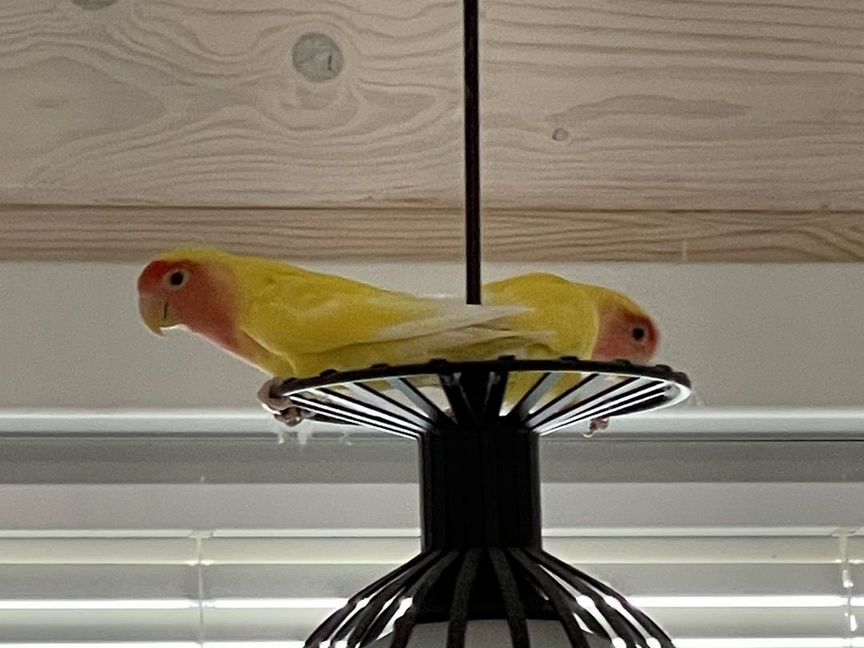 Неразлучники