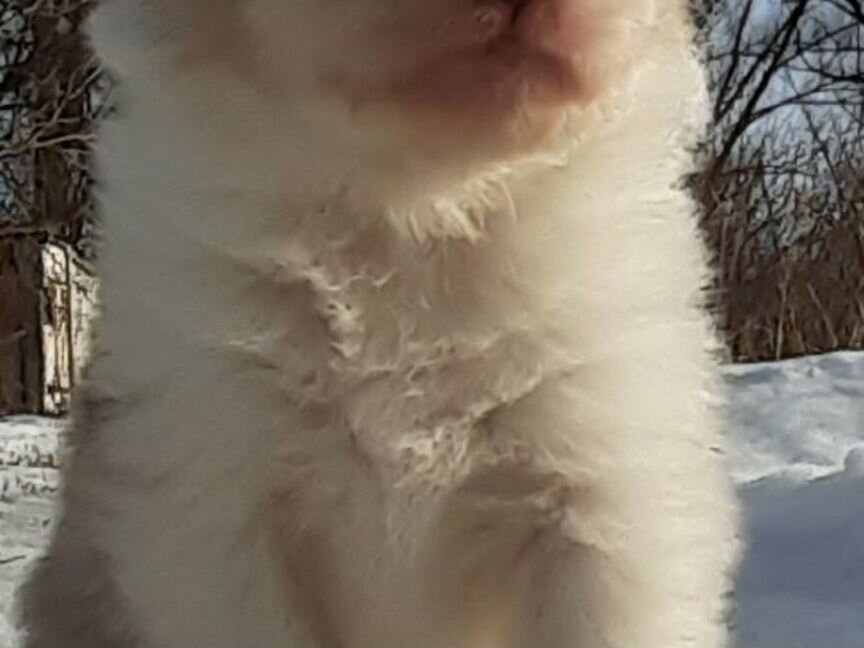 Щенки бордер колли