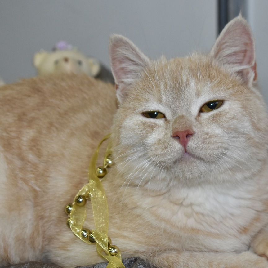 Симпотяга из приюта британских кровей