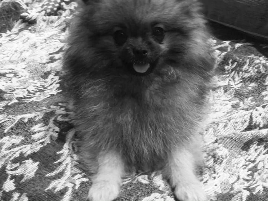 Померанский шпиц тип мишка мини