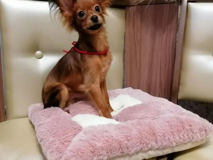 Щенок Тоя длинношерстный