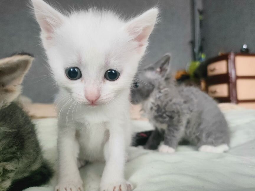 Шотландский сфинкс