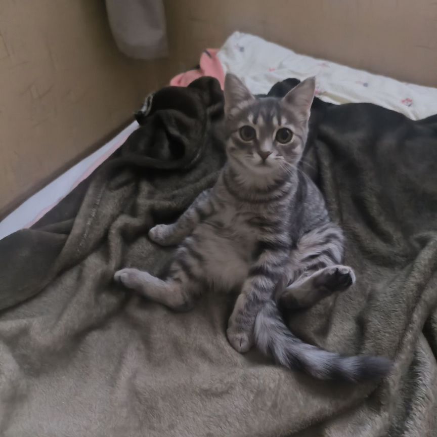 Отдаю бесплатно кошечку