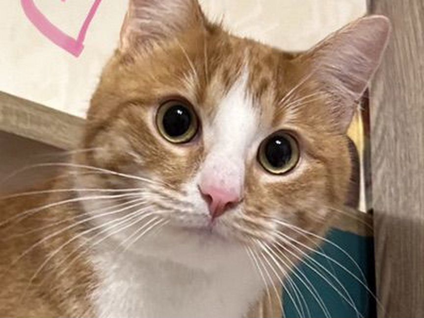 Котик в добрые руки