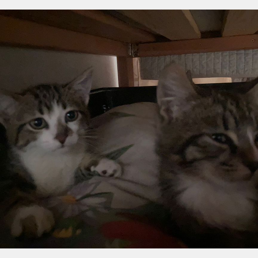 Котятам нужен дом, пожалуйста помогите