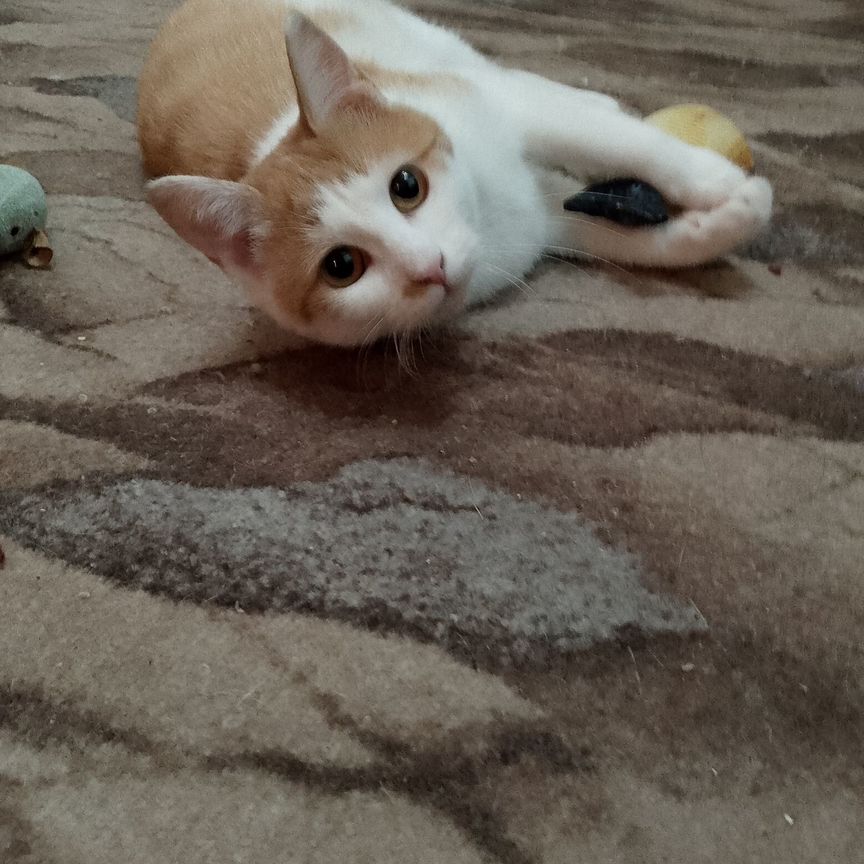 Кошечка Маруська в добрые руки