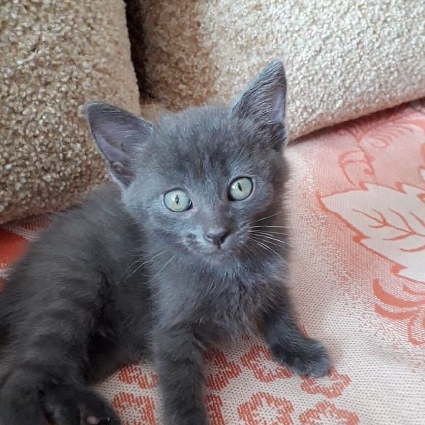 Котята в добрые руки бесплатно