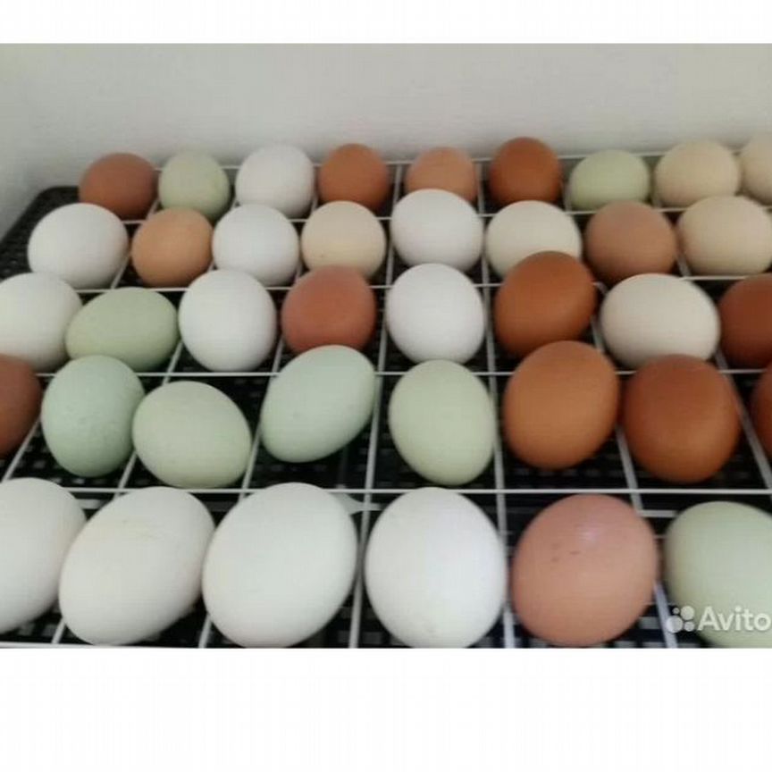 Инкубационое яйцо