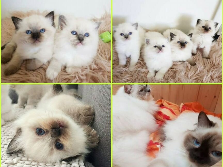 Поро-е милашки Рэгдолл