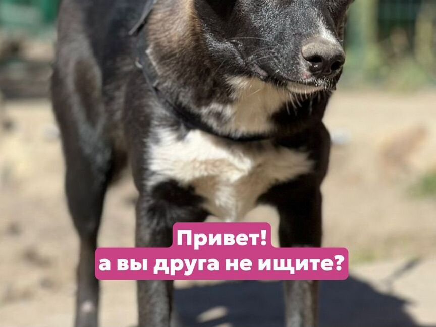 Собака в добрые руки девочка